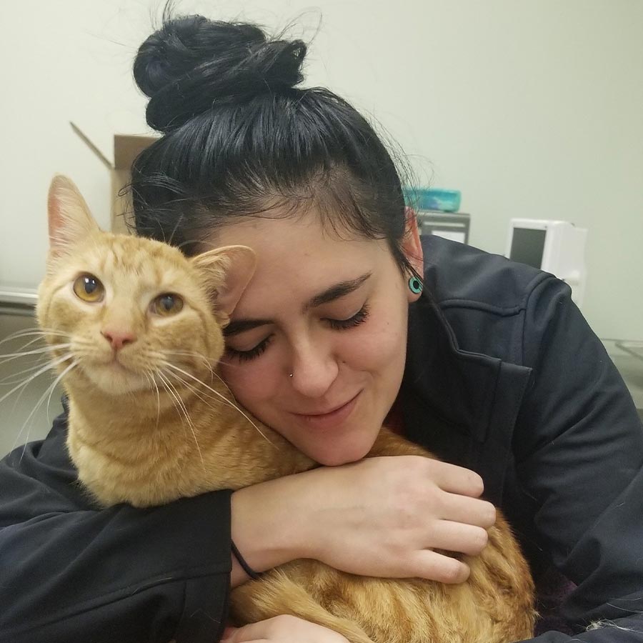 Cat Friendly Practice in Acworth, GA | Mills Animal Hospital