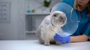 Cat Spay Incision Lump: Is It Normal? | Mills Animal Hospital